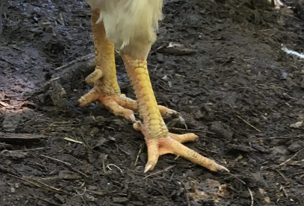 How to Handle a Chicken Foot Injury - Backyard Poultry
